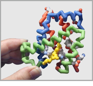 3D Molecular Designs - Basic Principles of Chemistry that Drive Protein ...