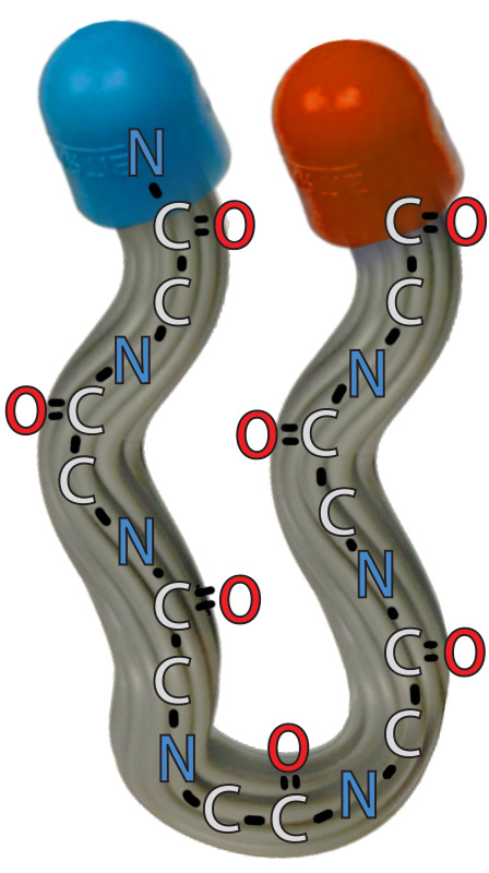 Secondary Structure - Protein Structure Tutorials - MSOE Center for ...